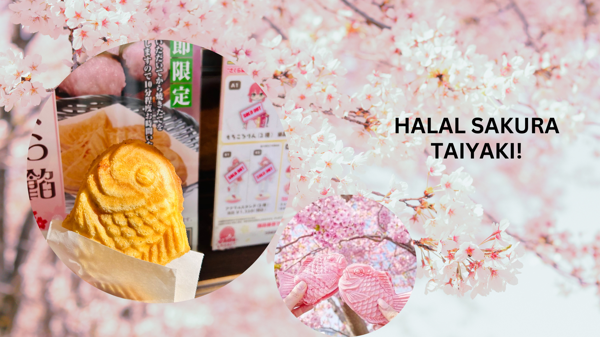 Muslim-Friendly Sakura mochi Taiyaki in Spring! | Halal Food in Japan